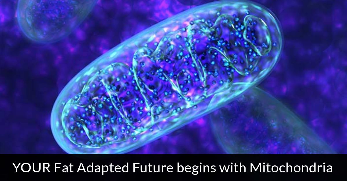 YOUR Fat Adapted Future begins with Mitochondria - OFM