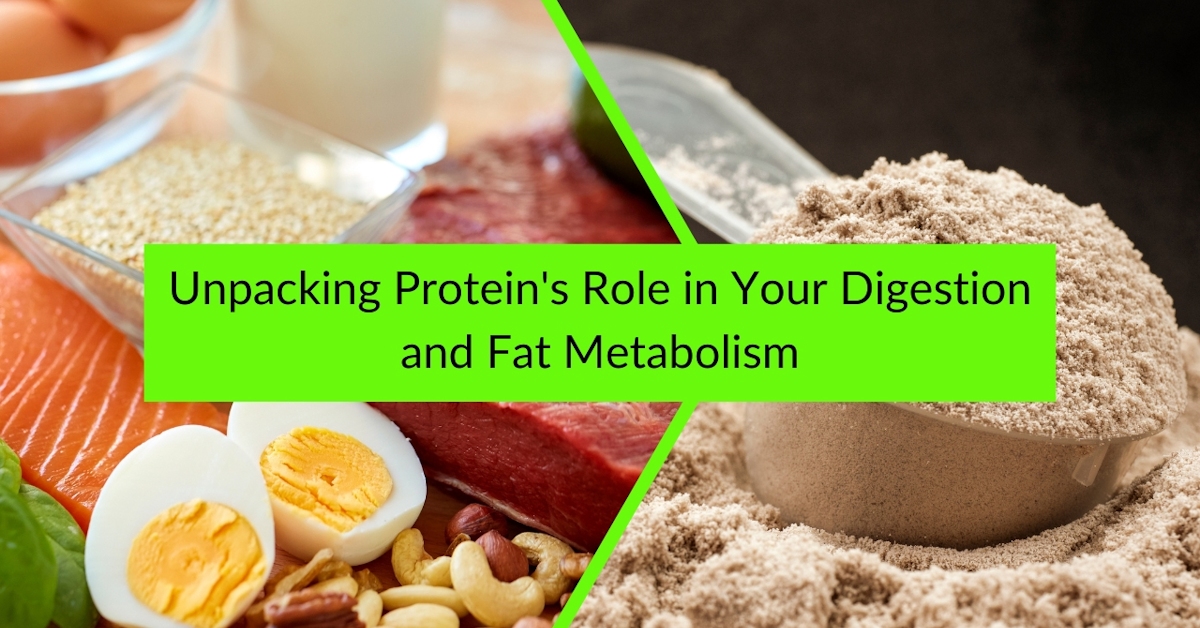 Unpacking Protein's Role in Your Digestion and Fat Metabolism - OFM